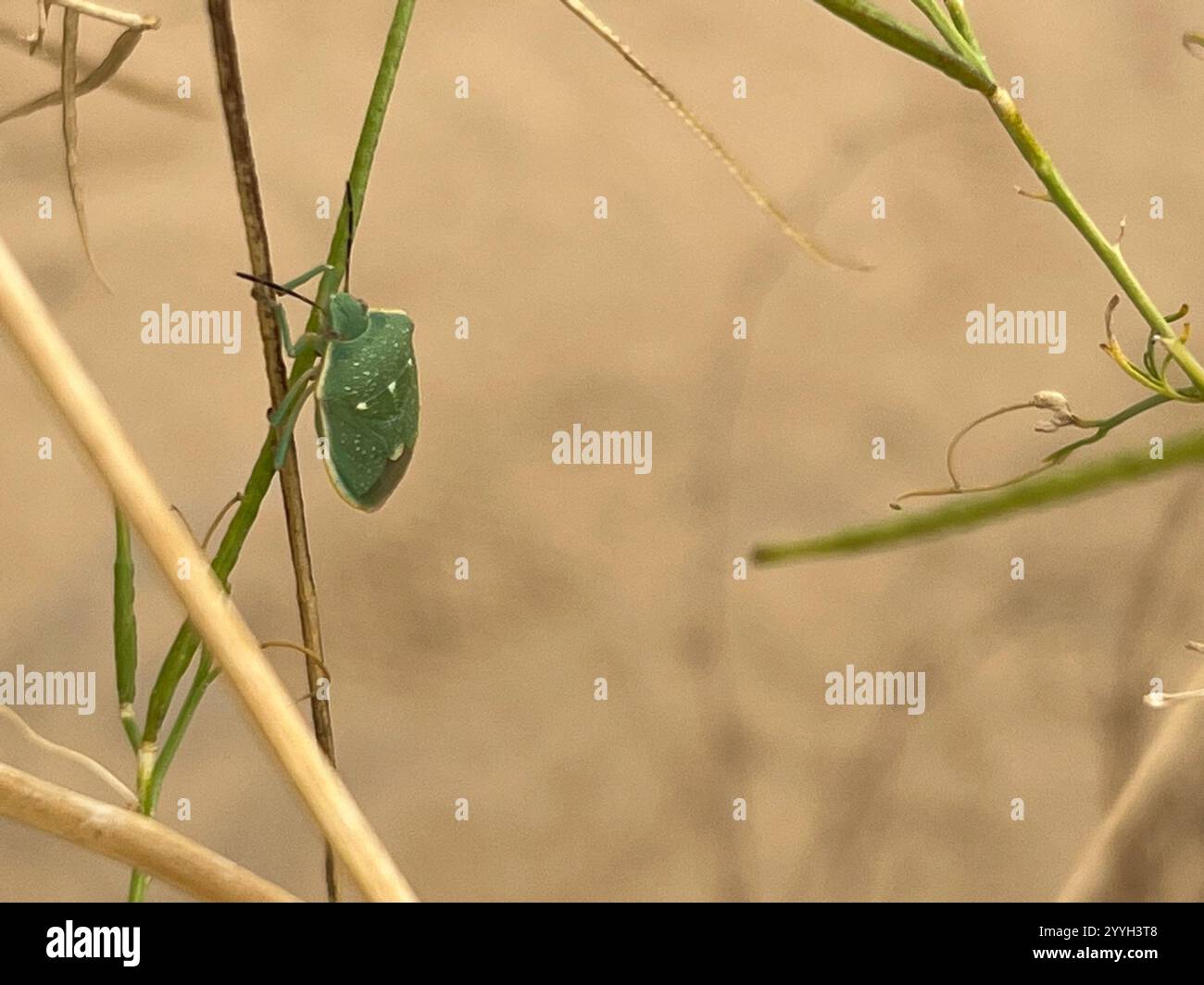 Say's Stink Bug (Chlorochroa sayi Stock Photo - Alamy