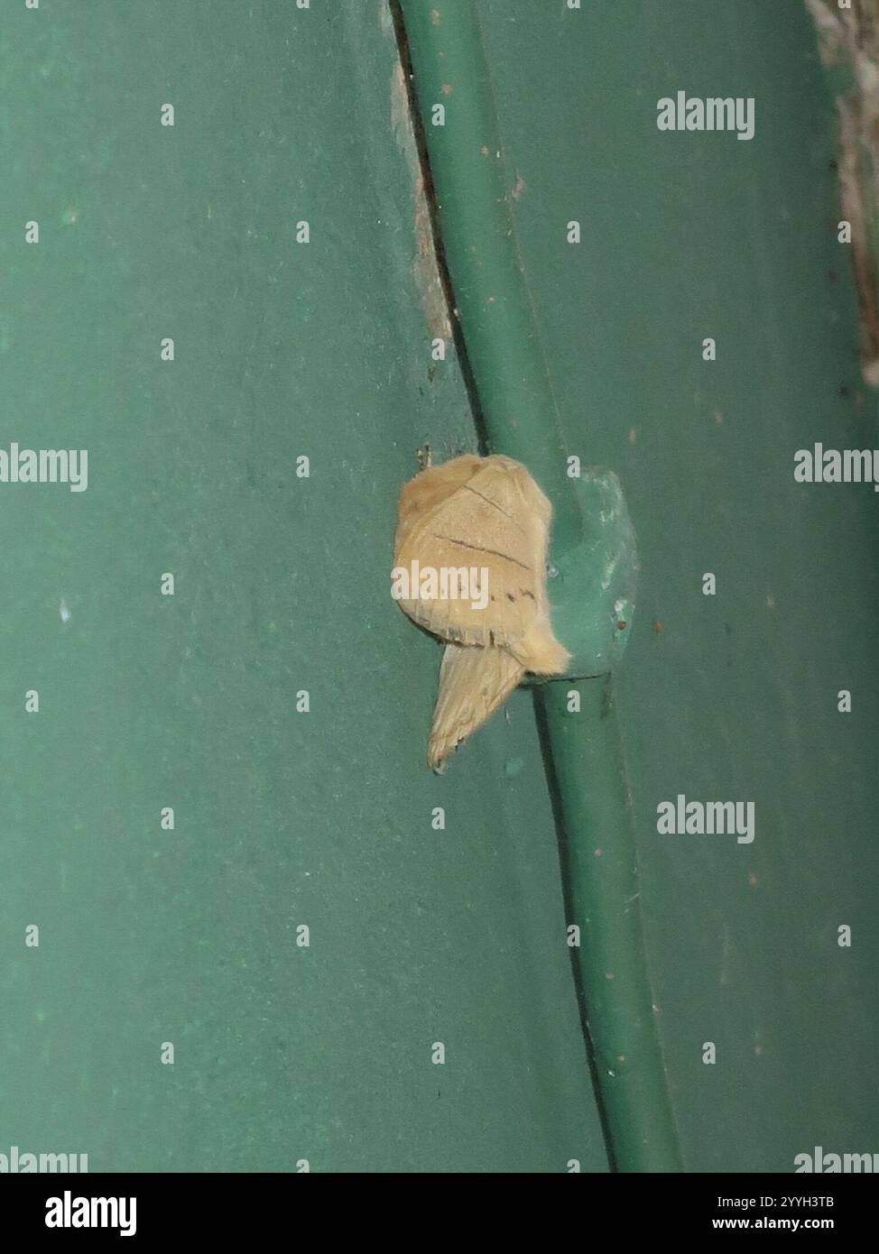 Slug Caterpillar Moths (Limacodidae Stock Photo - Alamy