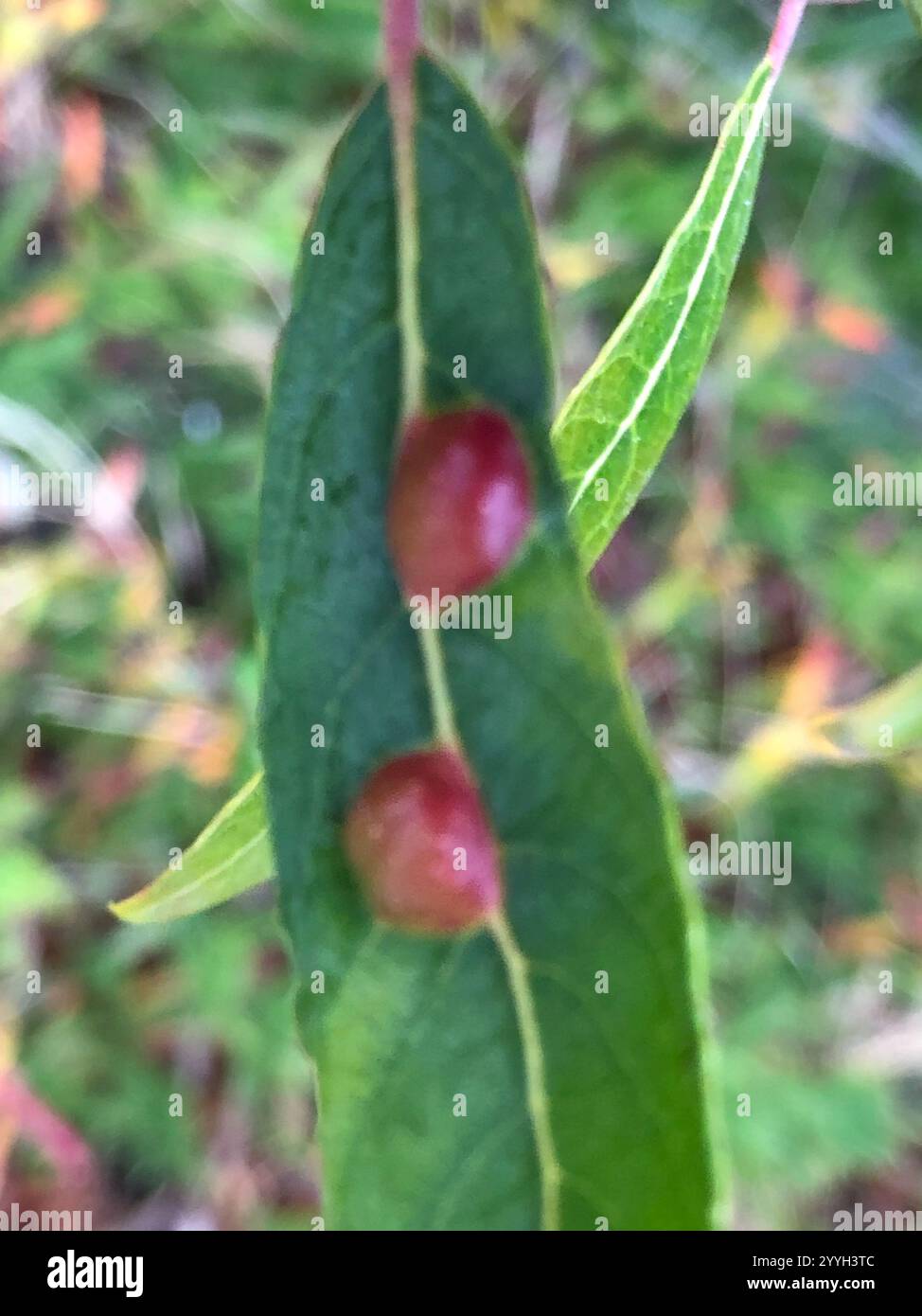 Willow Apple Gall Sawfly (Euura californica Stock Photo - Alamy