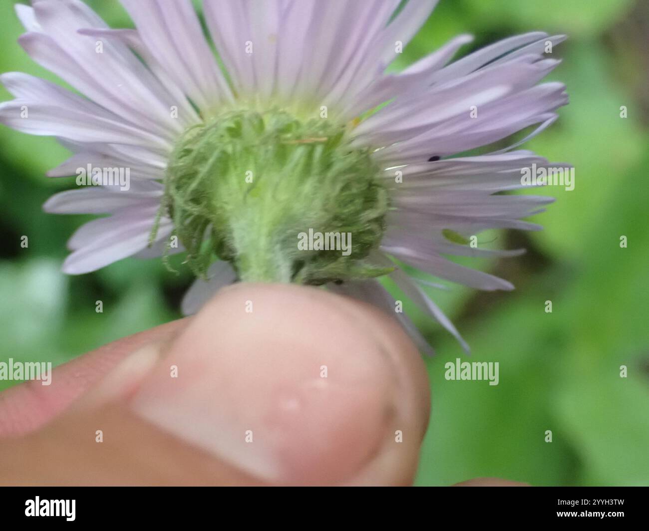 Subalpine Fleabane (Erigeron glacialis Stock Photo - Alamy