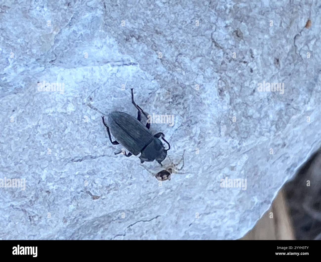 Wall Spiders (Oecobius Stock Photo - Alamy
