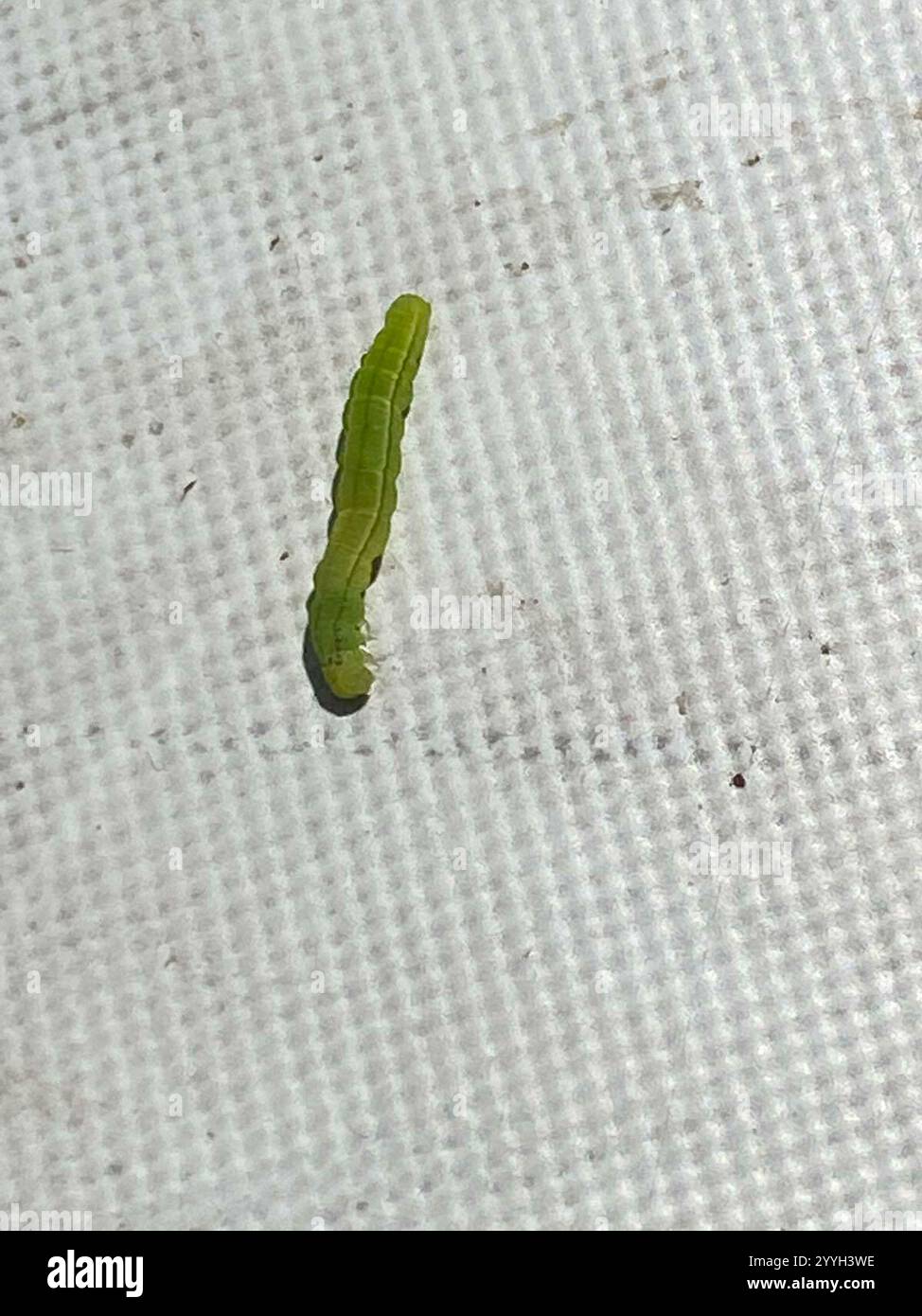 Tomato Looper (Chrysodeixis chalcites Stock Photo - Alamy