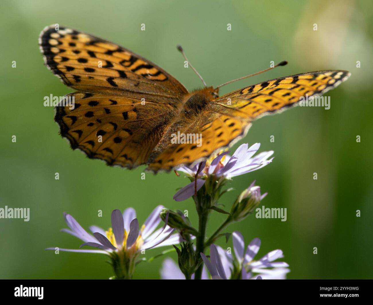 Northwestern fritillary hi-res stock photography and images - Alamy