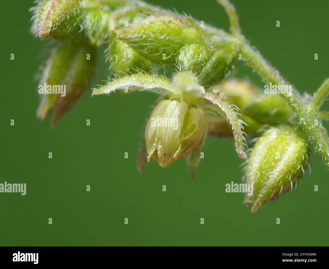Humulus scandens hi-res stock photography and images - Alamy