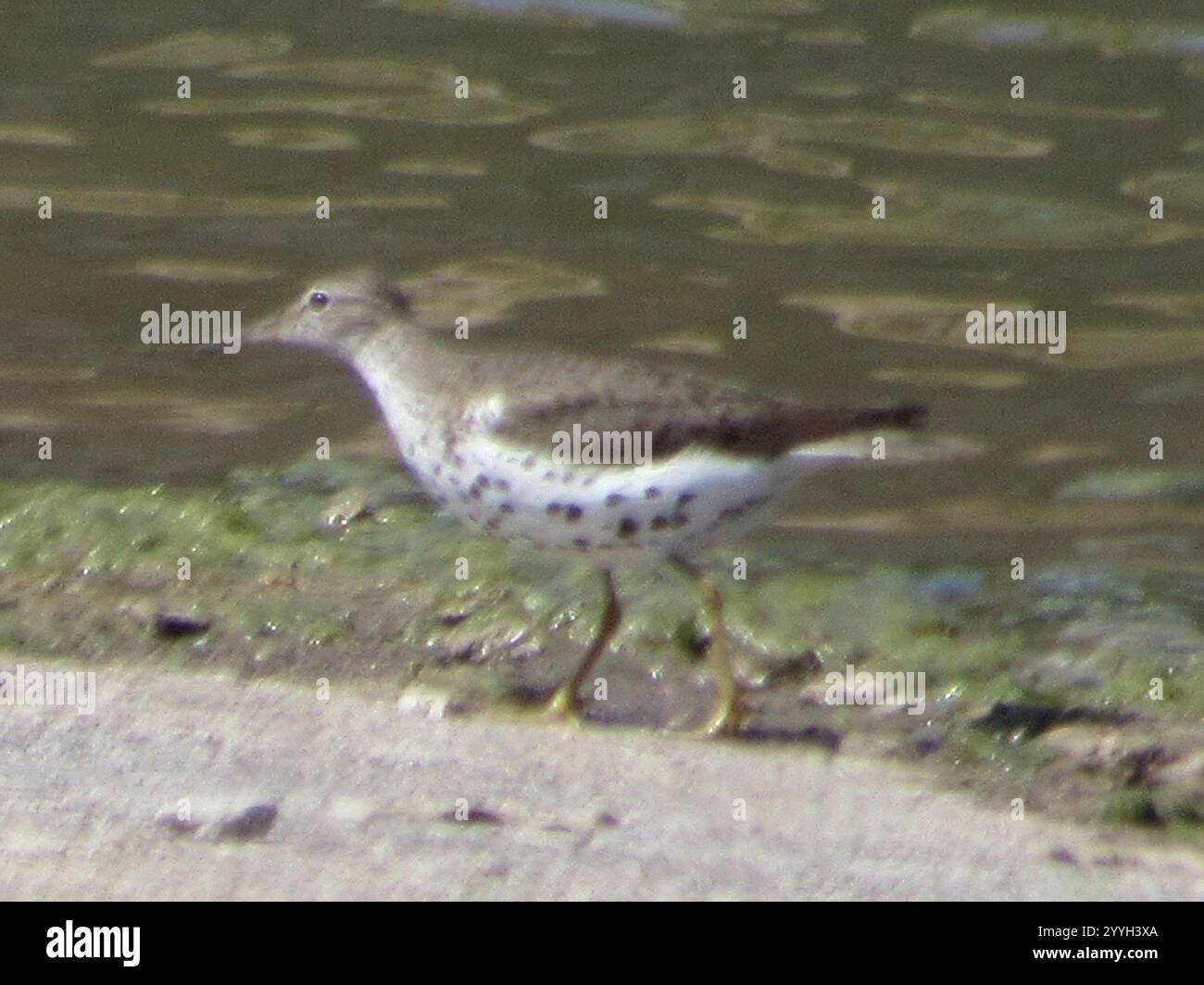 Spotted Sandpiper (Actitis macularius Stock Photo - Alamy