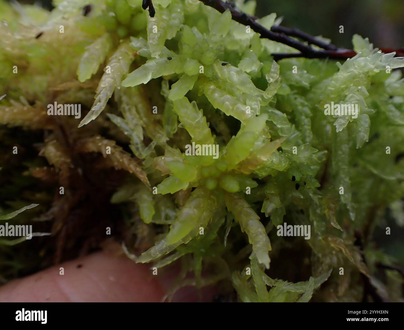 Papillose sphagnum hi-res stock photography and images - Alamy