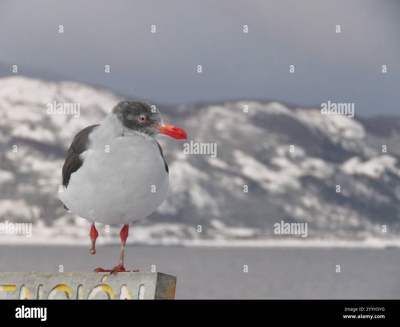 Dolphin Gull (Leucophaeus scoresbii Stock Photo - Alamy