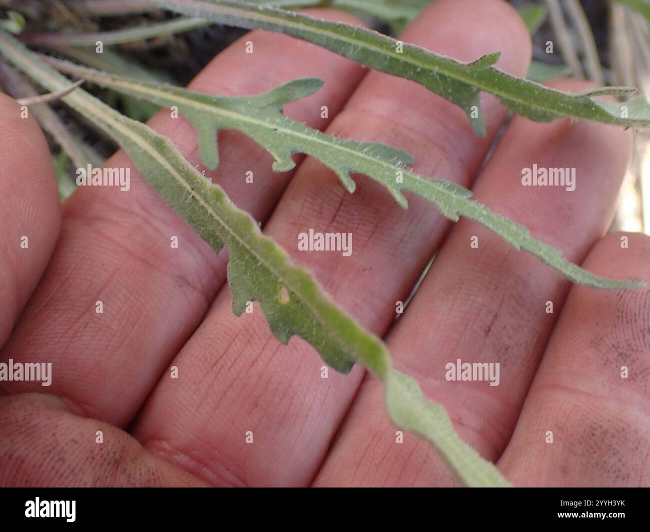 Desert Yellow Fleabane (Erigeron linearis Stock Photo - Alamy
