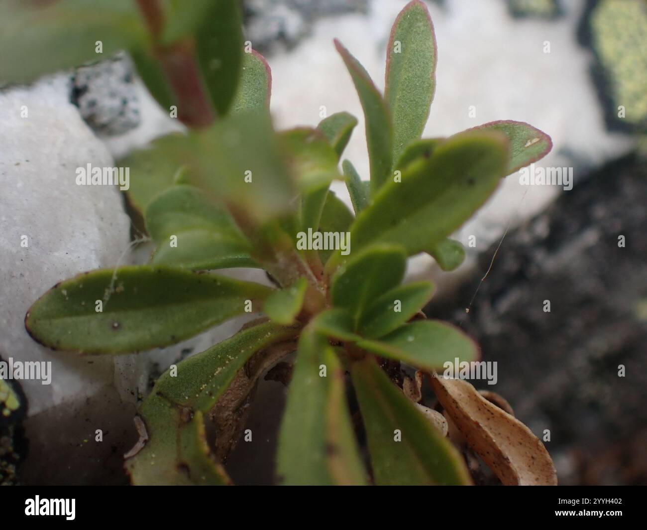 Eggleaf Beardtongue (Penstemon ellipticus Stock Photo - Alamy