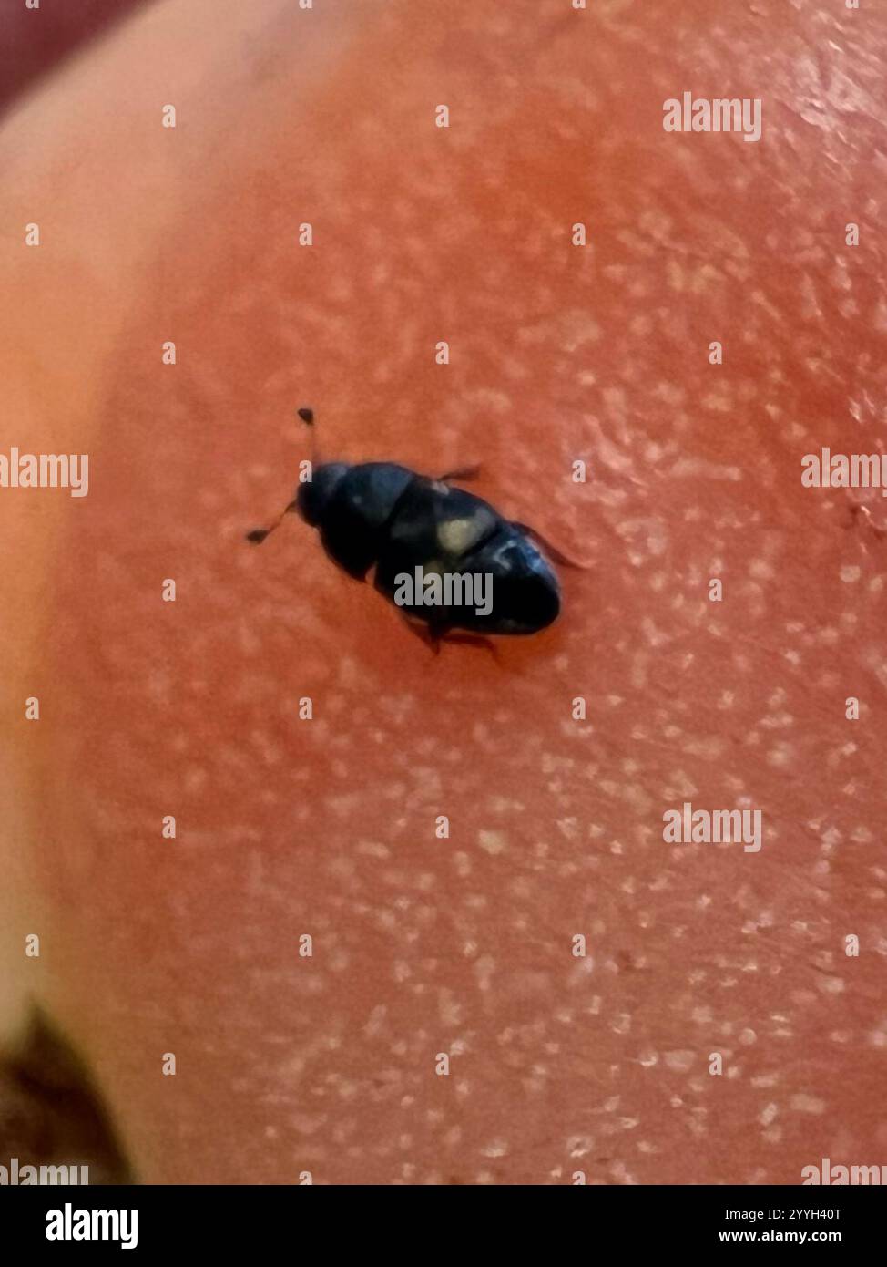 Dried Fruit Beetle (Carpophilus hemipterus Stock Photo - Alamy