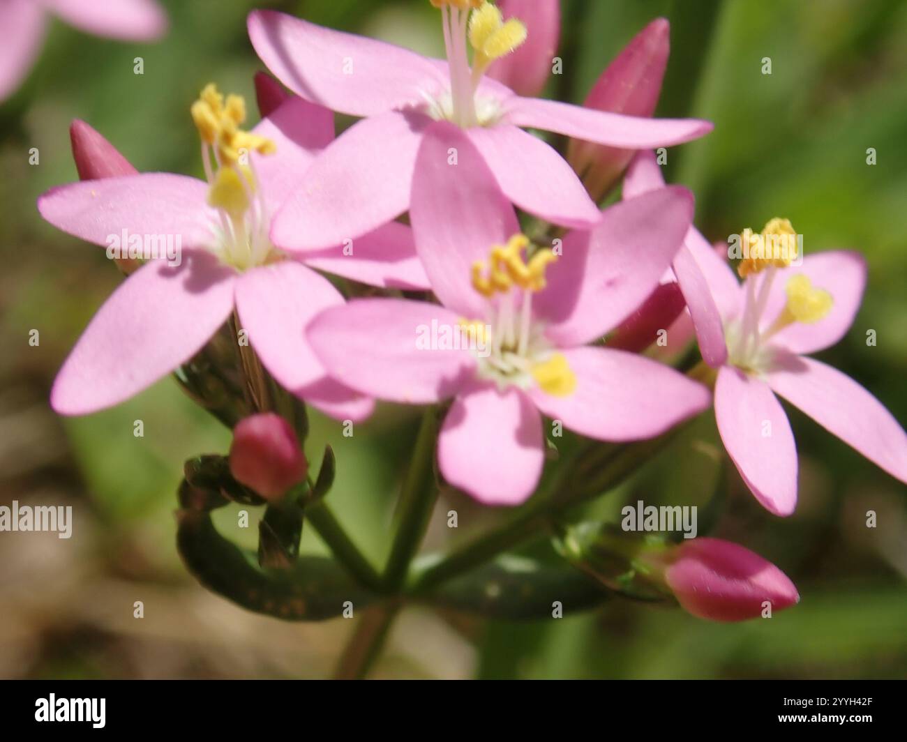 Lesser Centaury (Centaurium pulchellum Stock Photo - Alamy