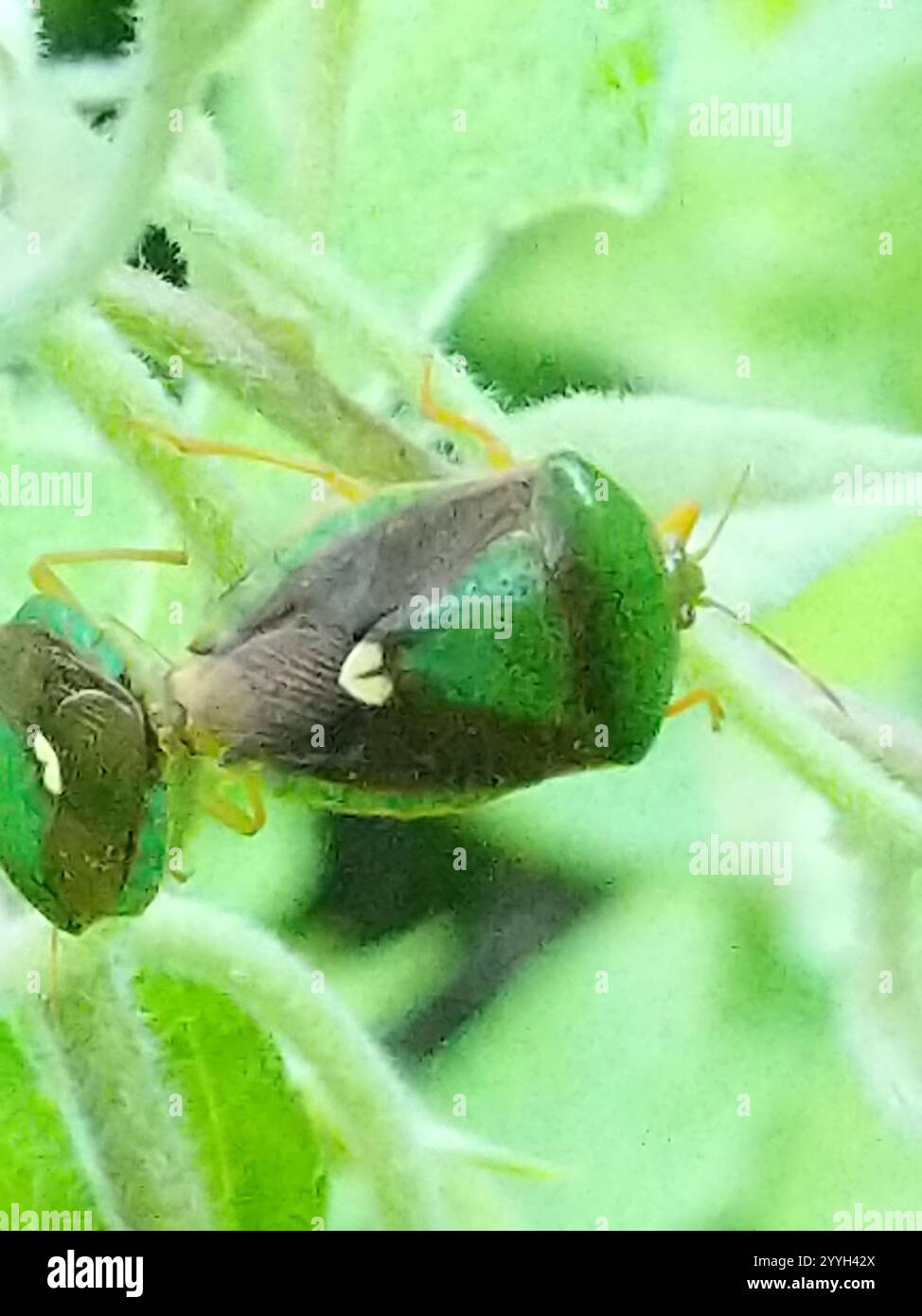 Ascra hi-res stock photography and images - Alamy