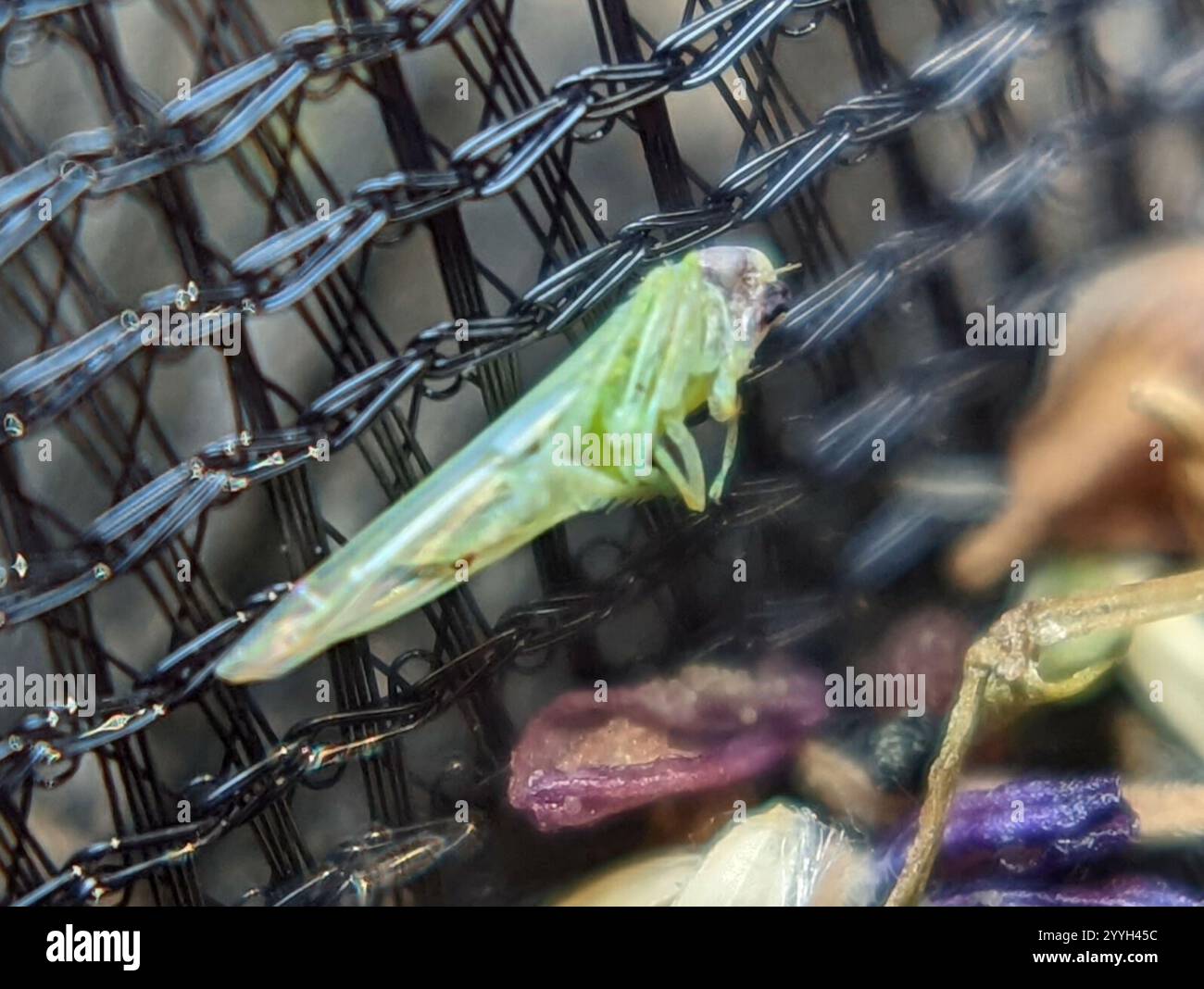 Typical Leafhoppers (Cicadellidae Stock Photo - Alamy