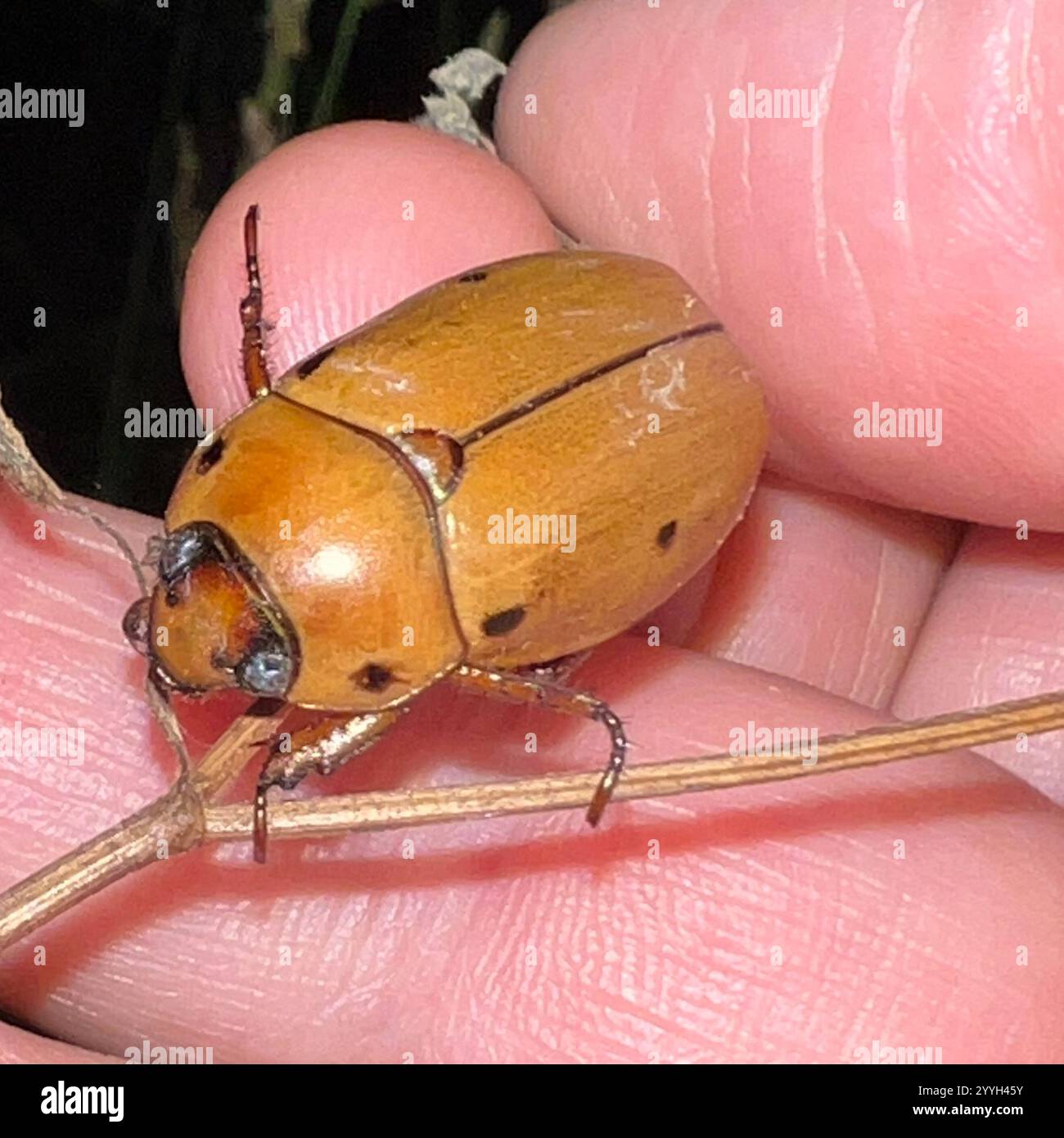 Pelidnota punctata hi-res stock photography and images - Alamy