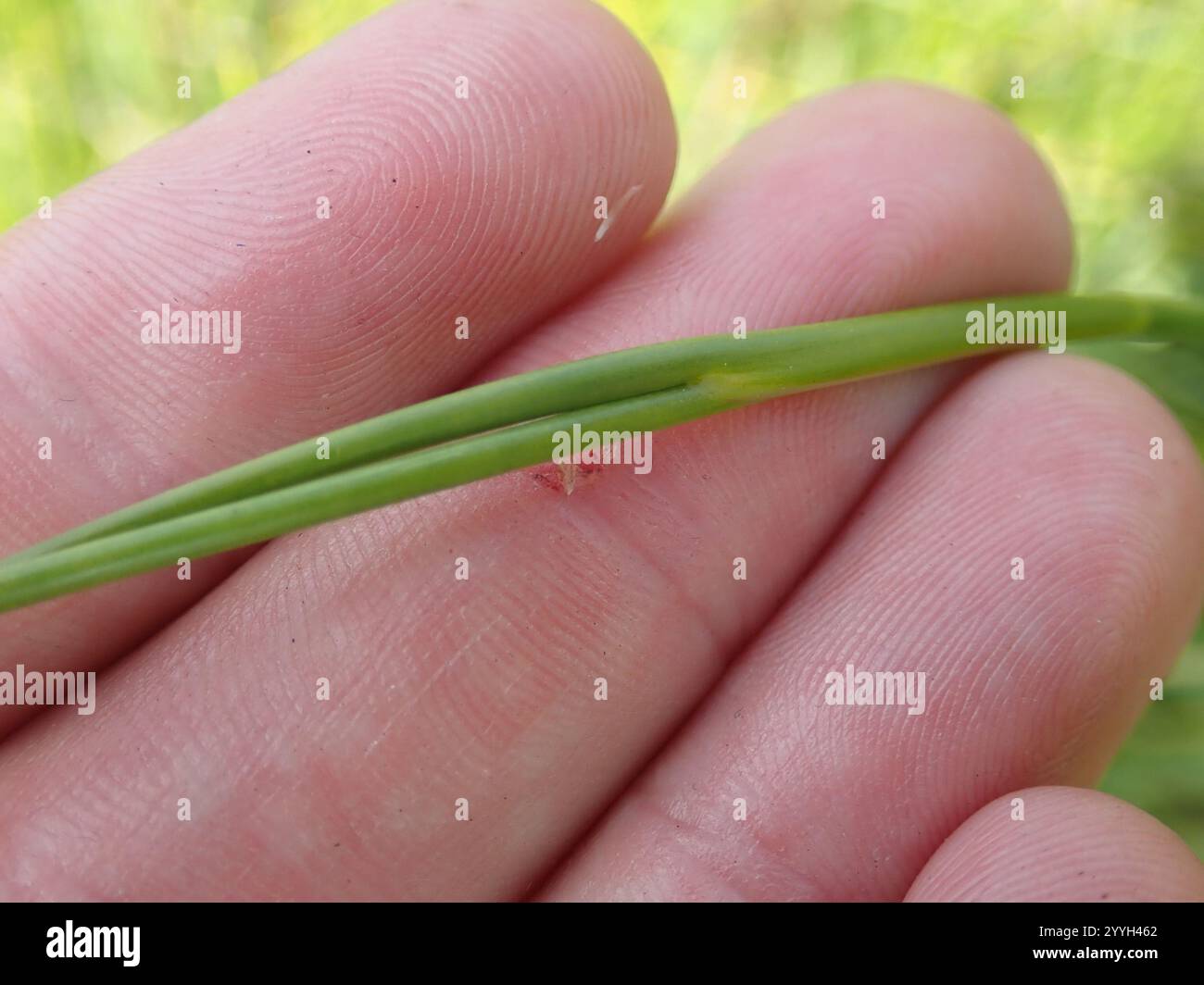 Blunt-flowered Rush (Juncus subnodulosus Stock Photo - Alamy