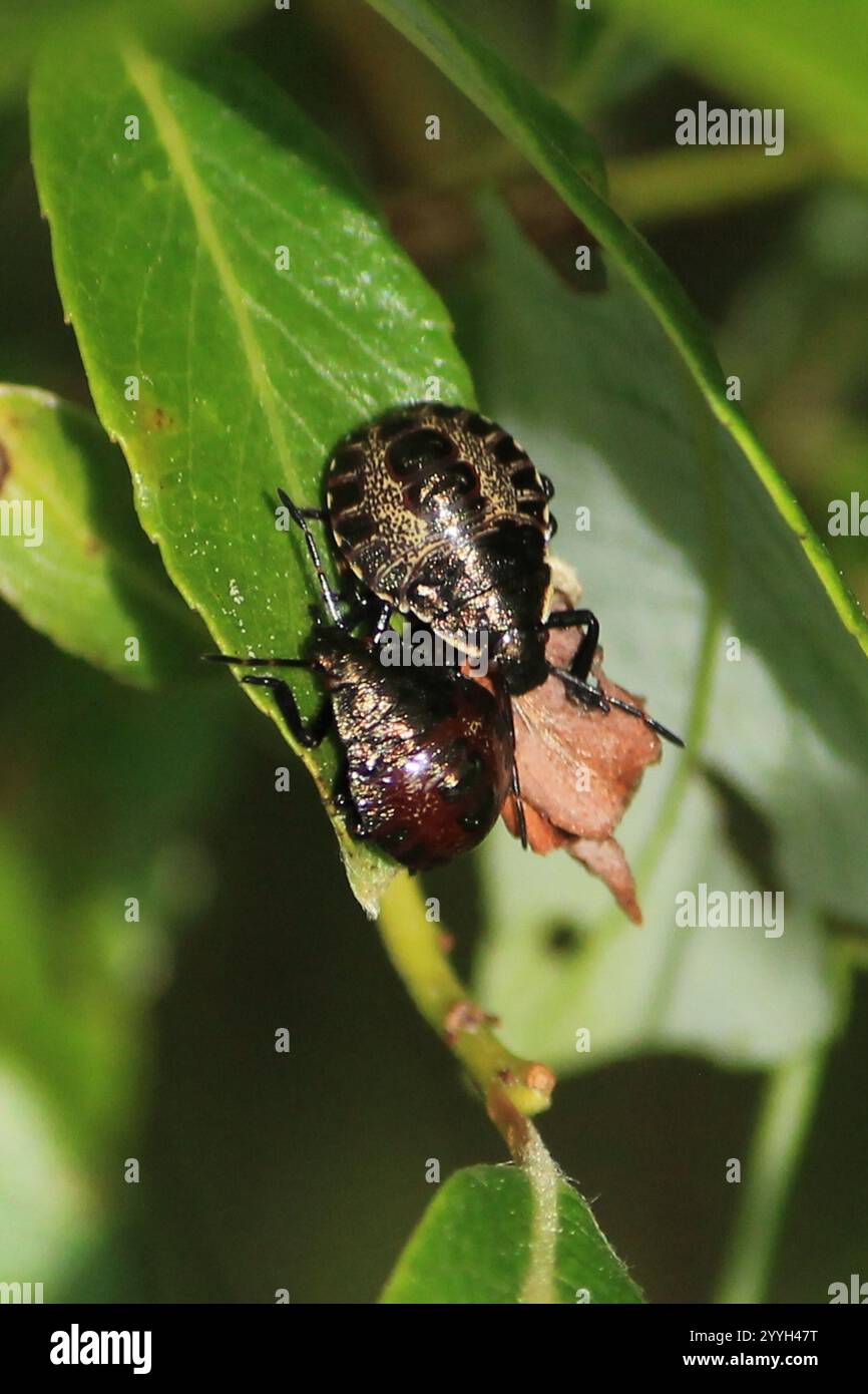 Spiny Shield Bug (Picromerus bidens Stock Photo - Alamy