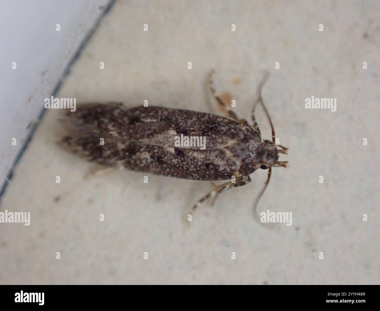 Dark Groundling (Bryotropha affinis Stock Photo - Alamy