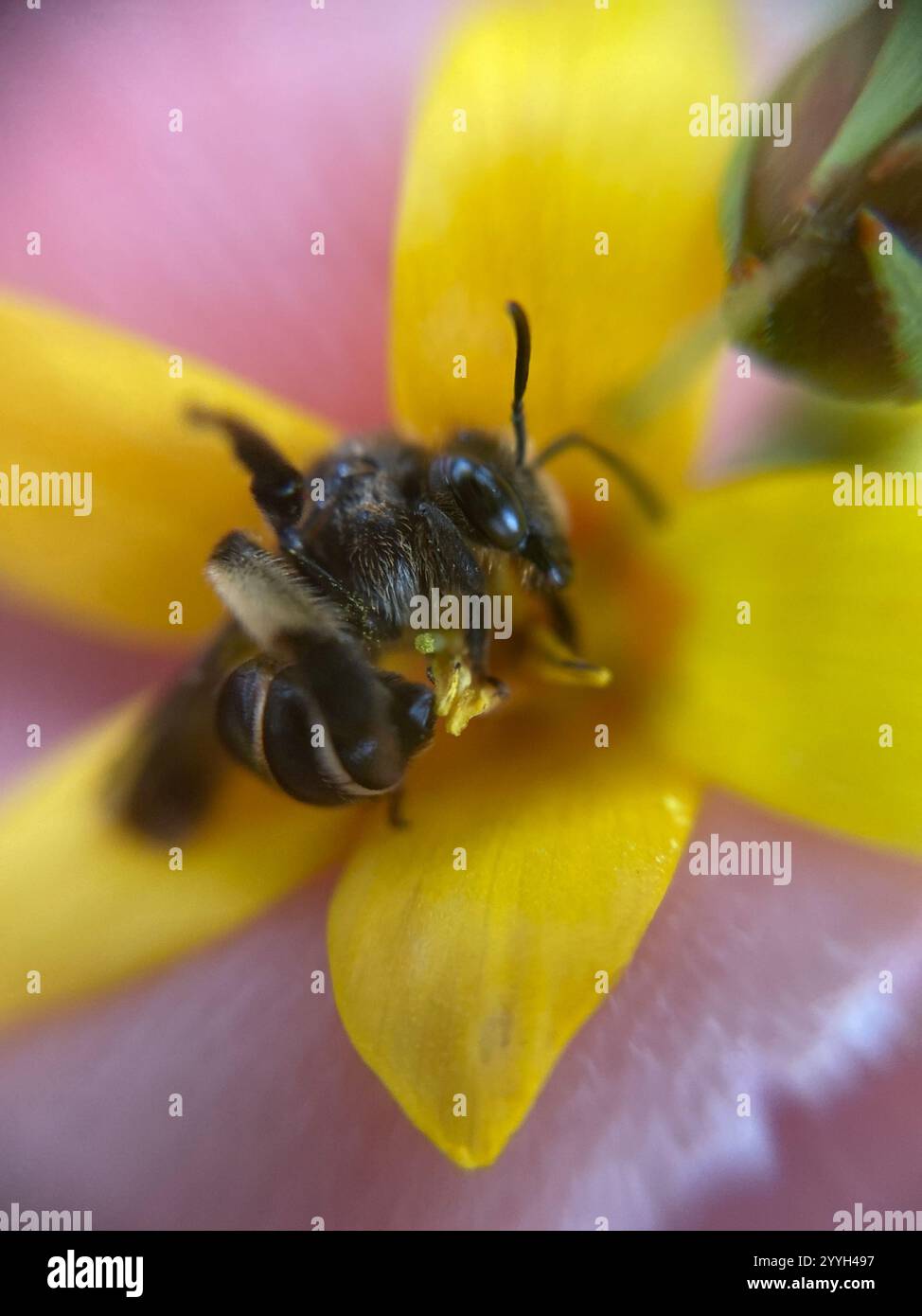 Macropis europaea hi-res stock photography and images - Alamy