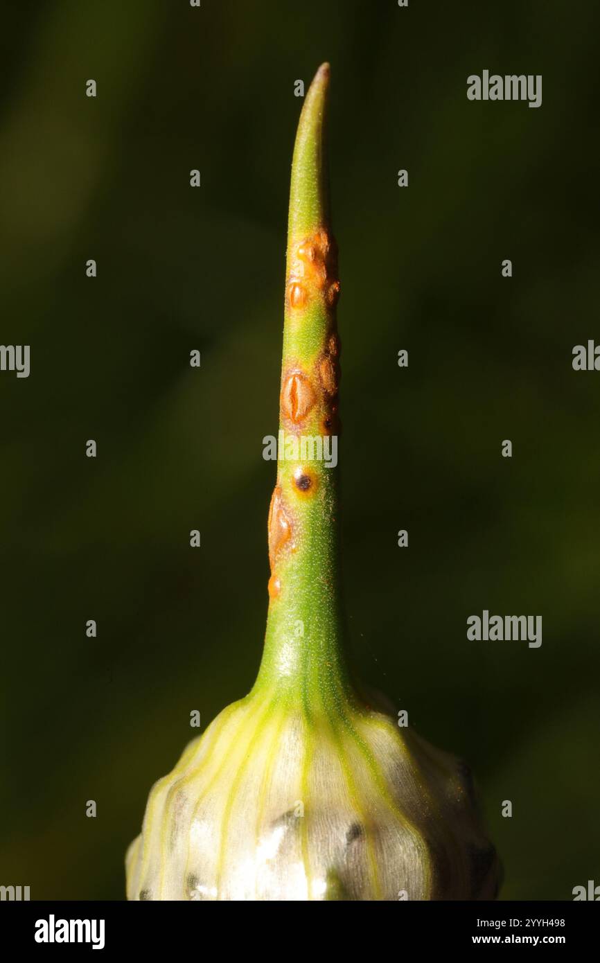Pucciniaceae hi-res stock photography and images - Alamy