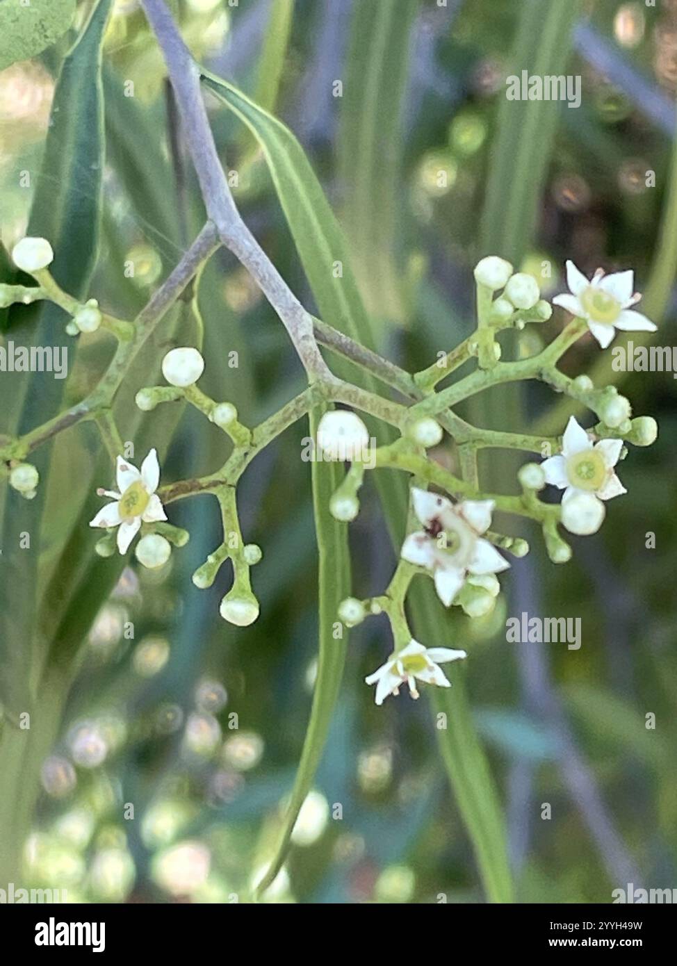 Wilga (Geijera parviflora Stock Photo - Alamy