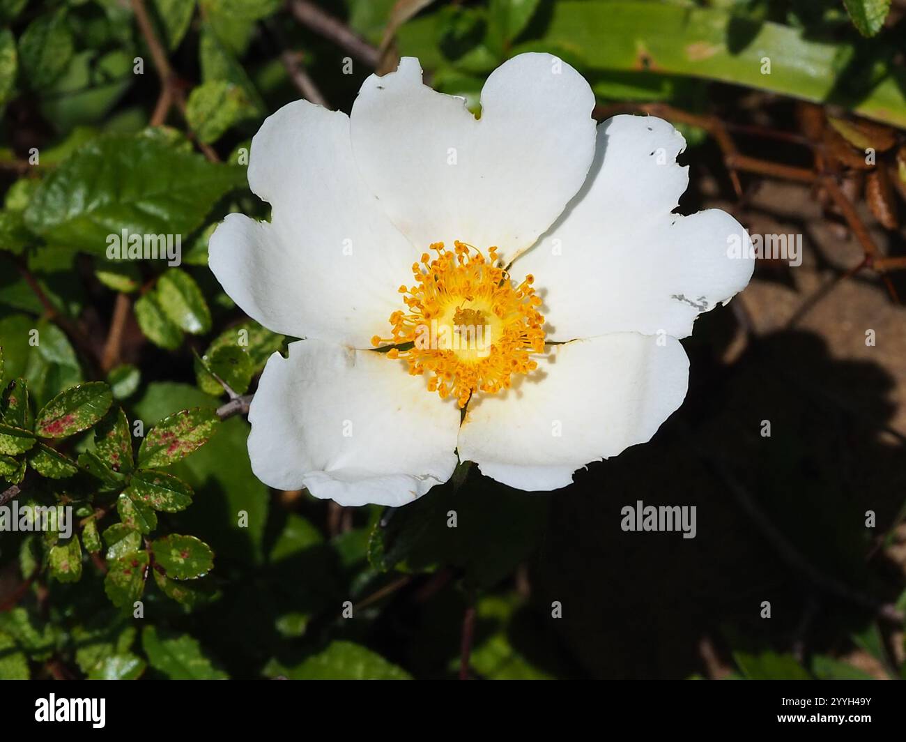 Rosa bracteata hi-res stock photography and images - Alamy