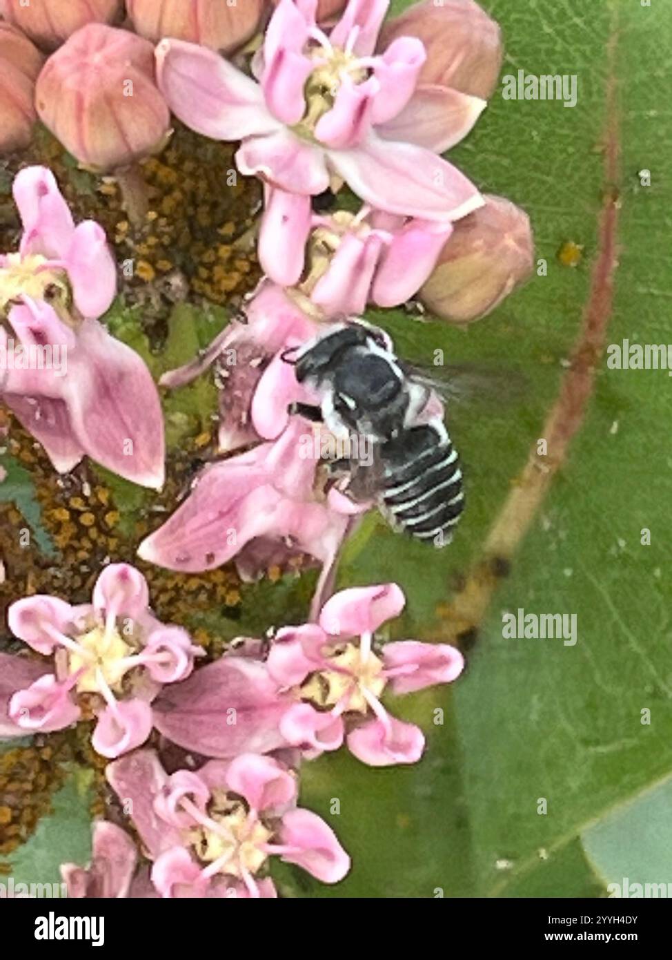 Megachile texana hi-res stock photography and images - Alamy