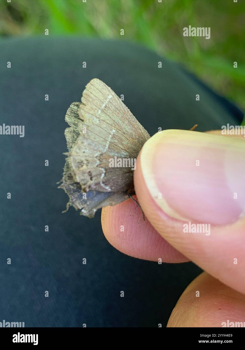 Callophrys spinetorum hi-res stock photography and images - Alamy