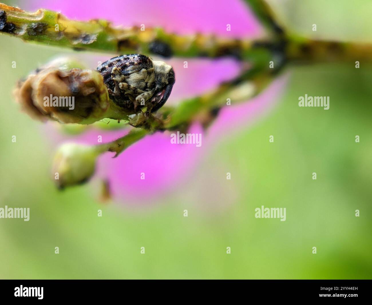Common Figwort Weevil (Cionus scrophulariae Stock Photo - Alamy