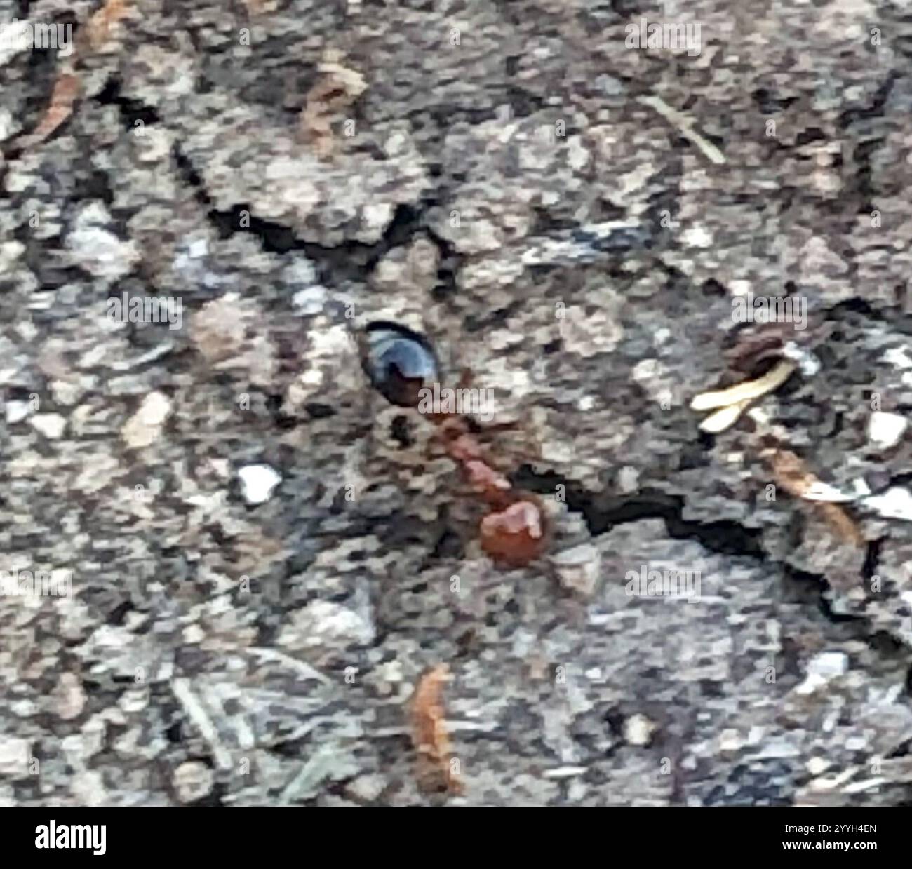 Southern Fire Ant (Solenopsis xyloni Stock Photo - Alamy