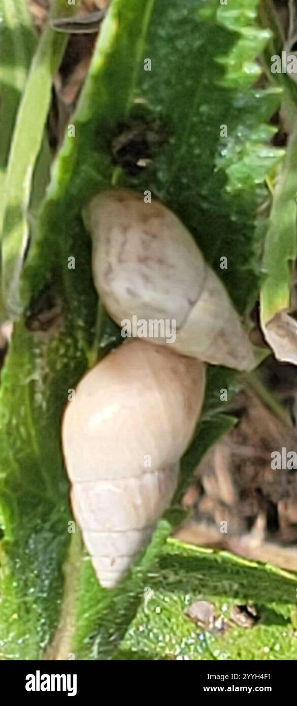Ghost Bulimulus (Bulimulus bonariensis Stock Photo - Alamy