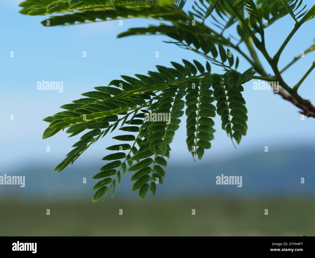 White leadtree (Leucaena leucocephala Stock Photo - Alamy