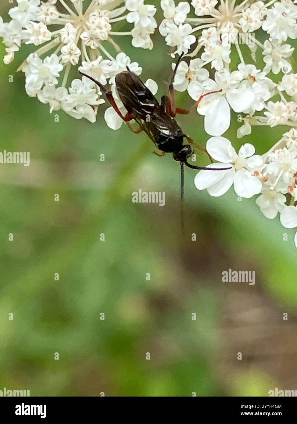 Ichneumonid and Braconid Wasps (Ichneumonoidea Stock Photo - Alamy