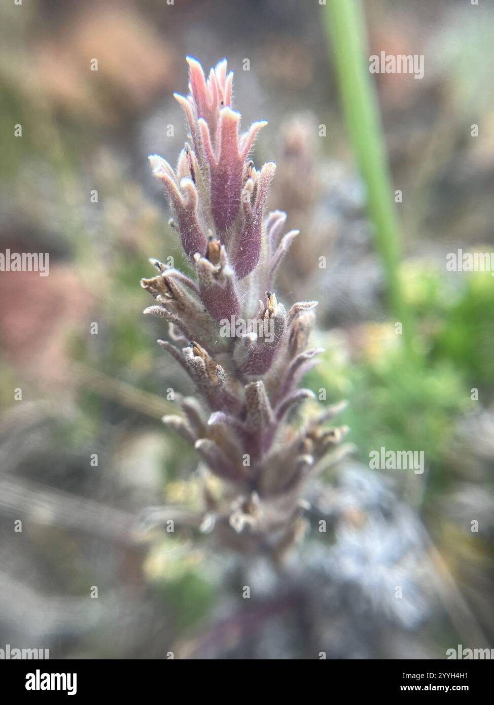 dwarf alpine Indian paintbrush (Castilleja nana Stock Photo - Alamy