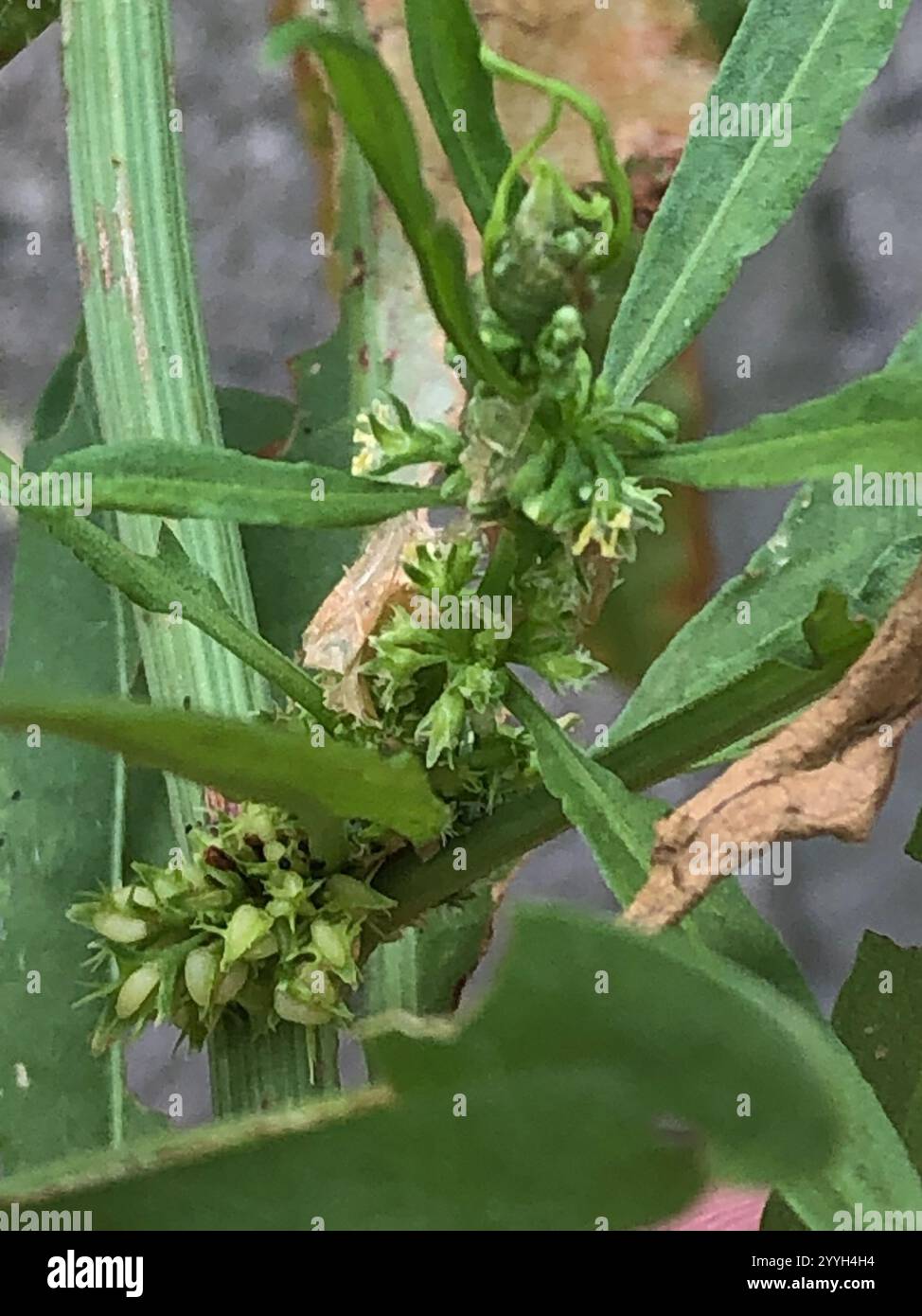 Rumex palustris hi-res stock photography and images - Alamy