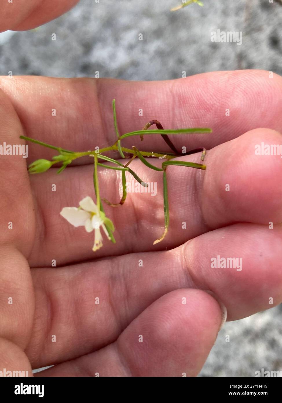 Slenderleaf Clammyweed (Polanisia tenuifolia Stock Photo - Alamy
