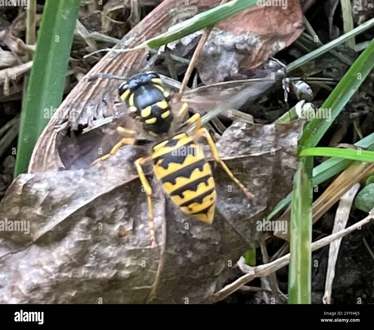 Ground Yellowjackets (Vespula Stock Photo - Alamy
