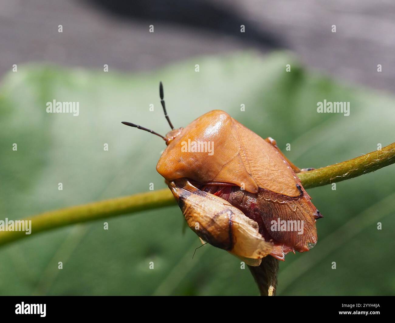 Lychee stink bug hi-res stock photography and images - Alamy