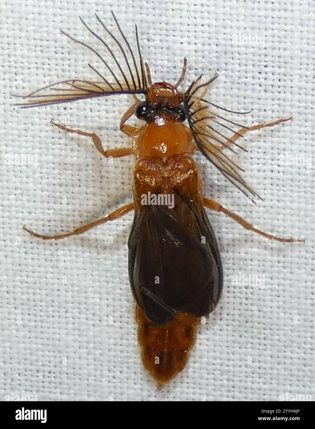 Phengodes hi-res stock photography and images - Alamy