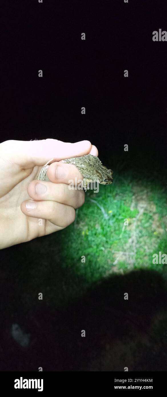 Sand Toad (Vandijkophrynus angusticeps Stock Photo - Alamy