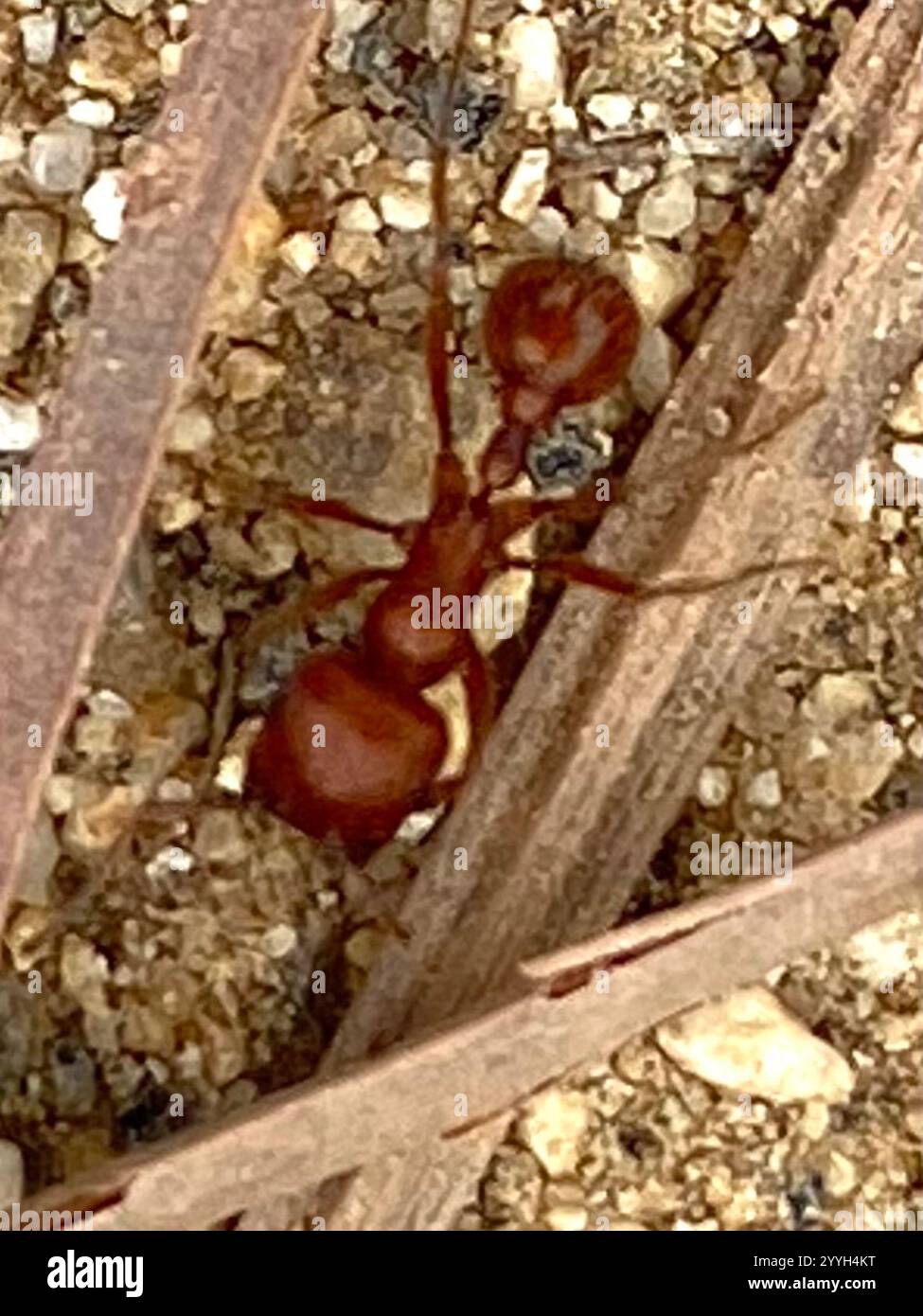 California Harvester Ant (Pogonomyrmex californicus Stock Photo - Alamy