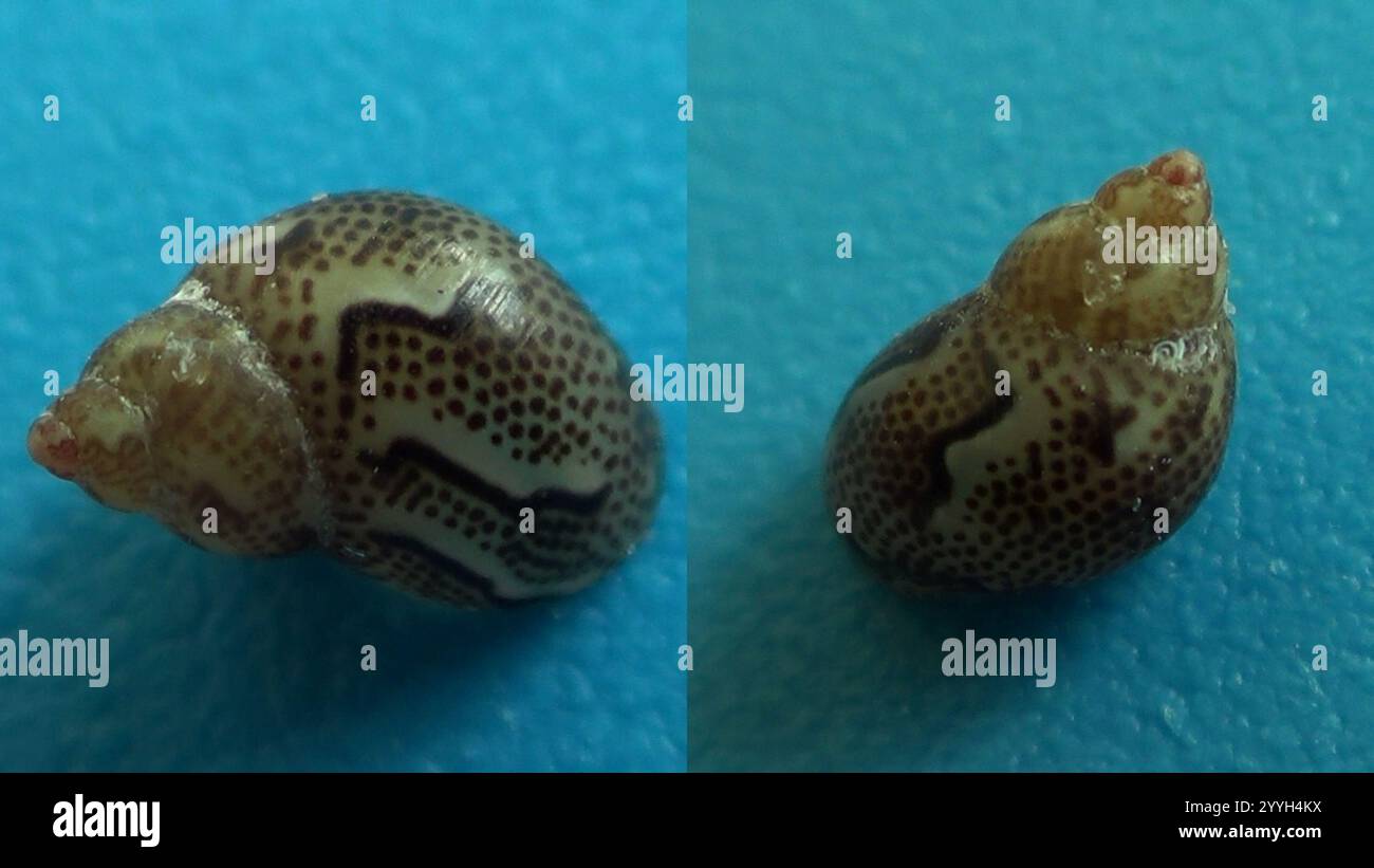 Tricolia hi-res stock photography and images - Alamy