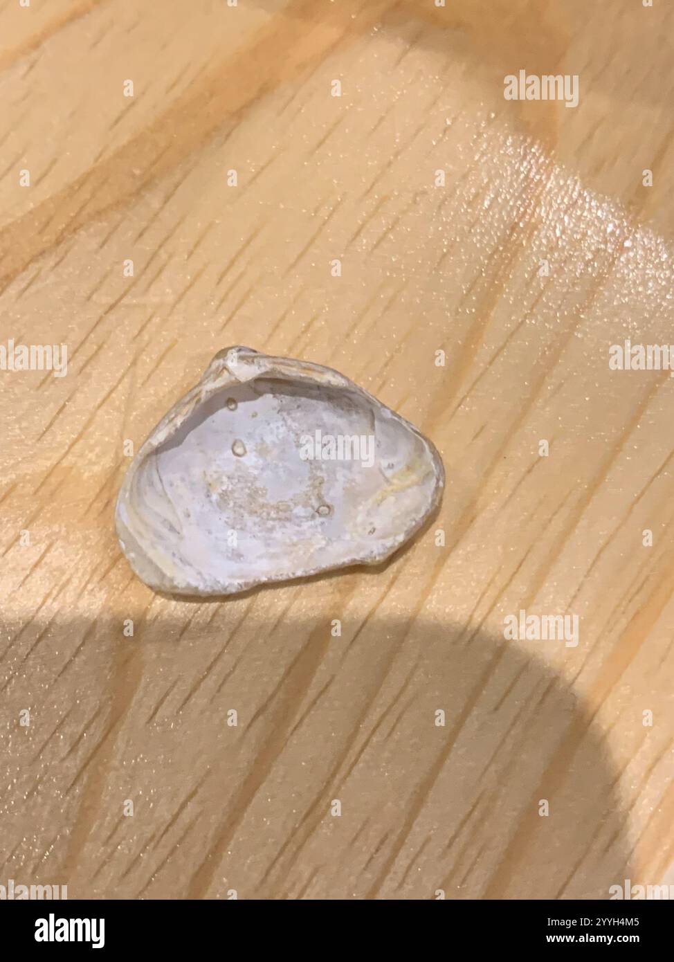Cut Trough Shell (Spisula subtruncata Stock Photo - Alamy