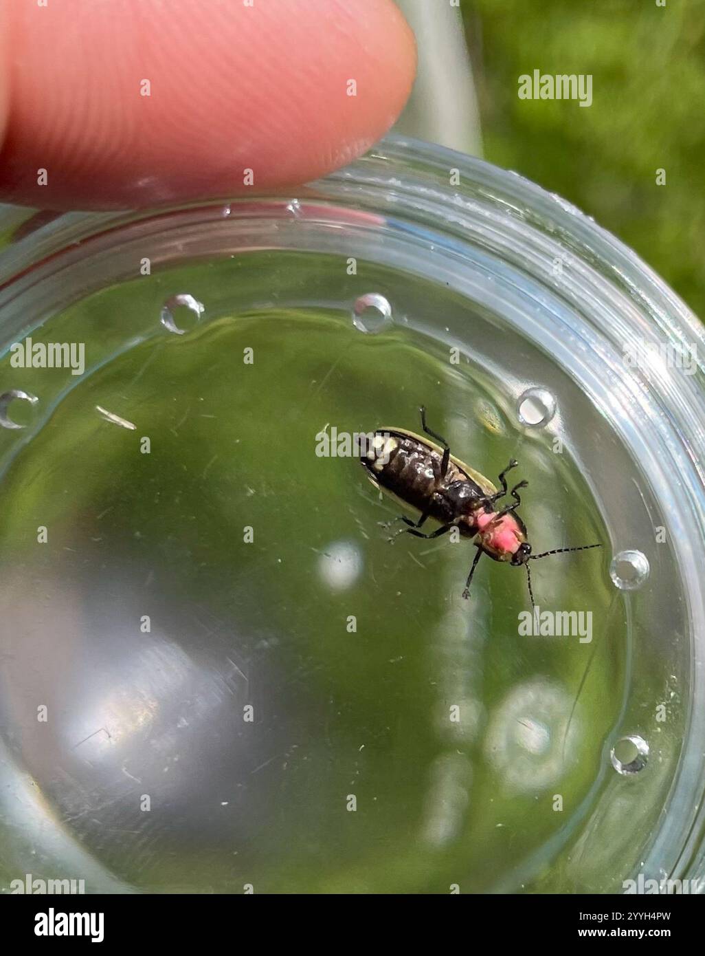 Say's Firefly (Pyractomena angulata Stock Photo - Alamy