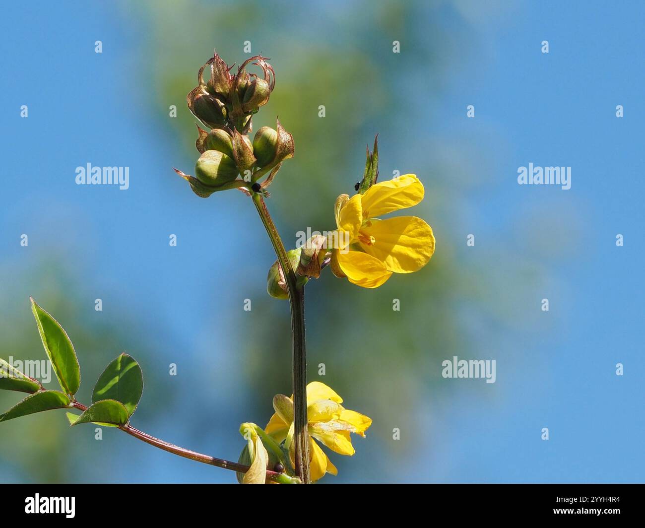 Coffee Senna (Senna occidentalis Stock Photo - Alamy