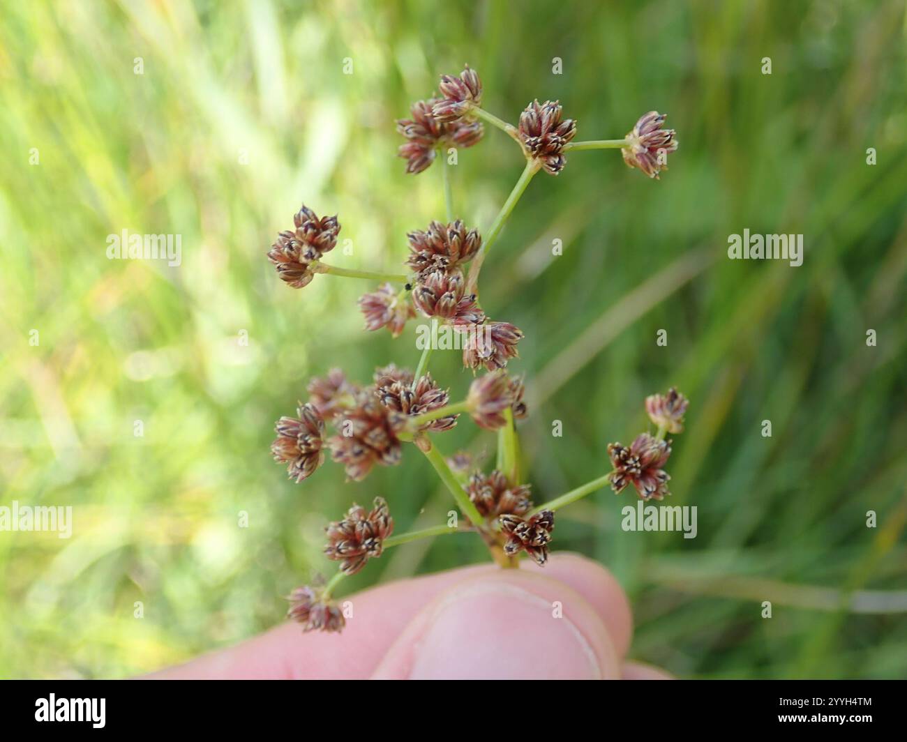 Blunt-flowered Rush (Juncus subnodulosus Stock Photo - Alamy