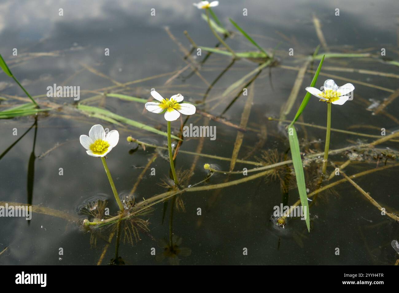 Fan-leaved Water-crowfoot (Ranunculus circinatus Stock Photo - Alamy