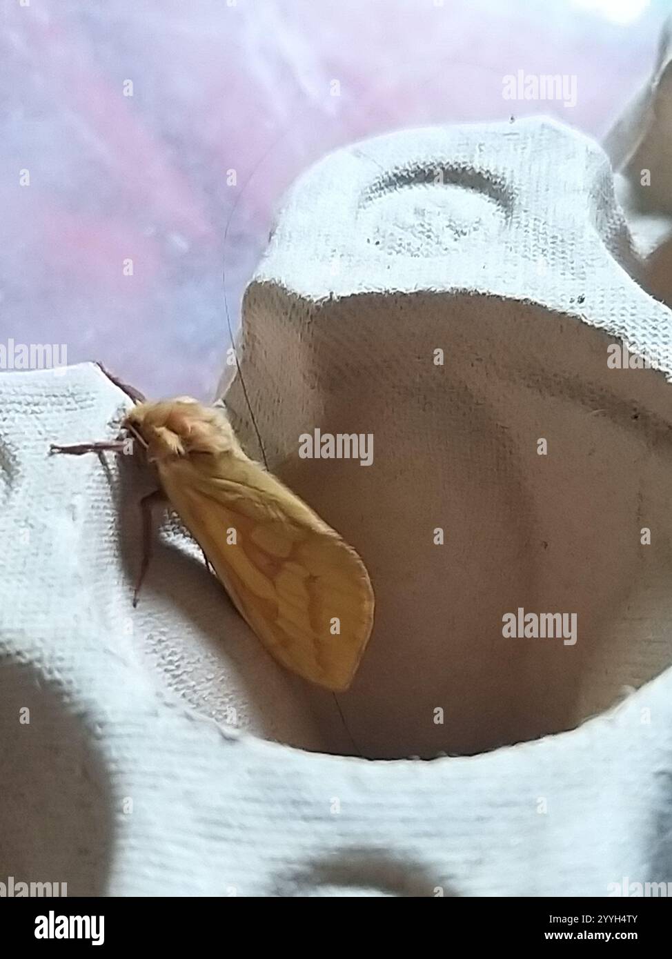 Ghost Moth (Hepialus humuli Stock Photo - Alamy