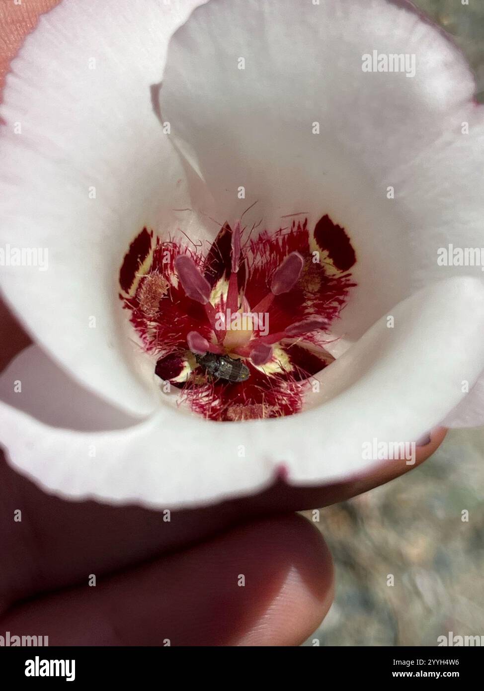 la panza mariposa lily (Calochortus simulans Stock Photo - Alamy