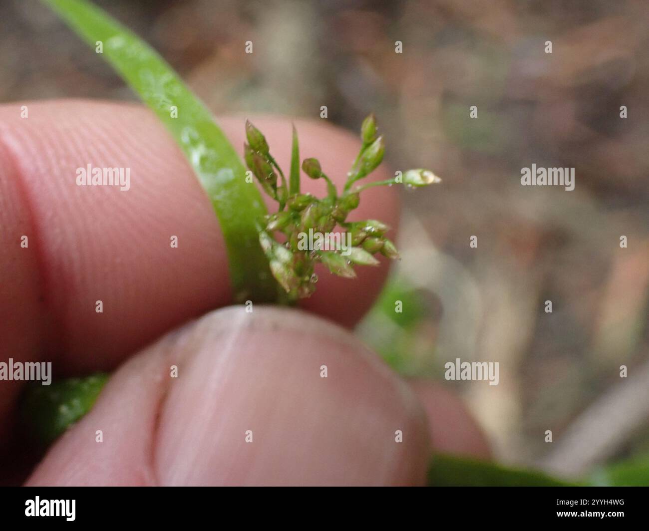 Small-flower Woodrush (Luzula parviflora Stock Photo - Alamy