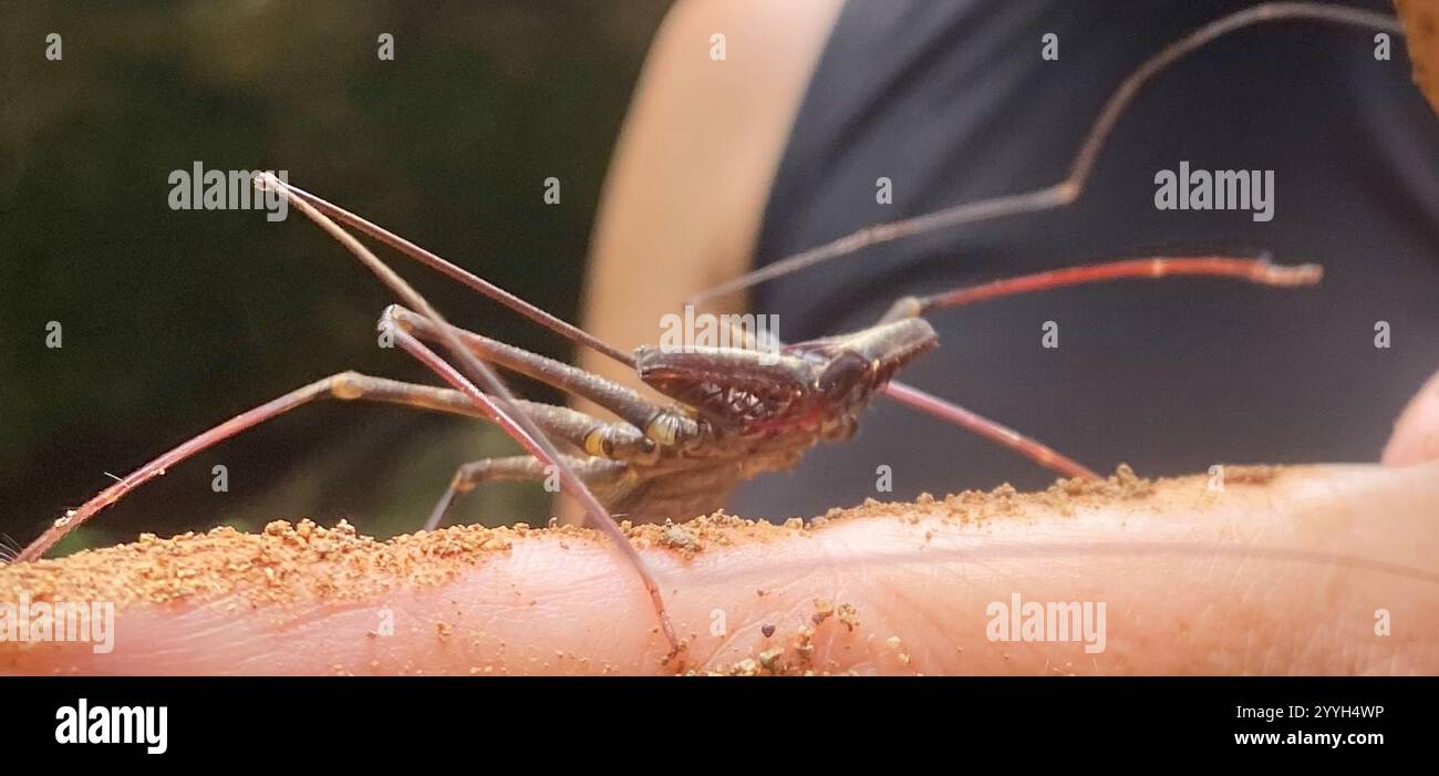 Phrynus hi-res stock photography and images - Alamy